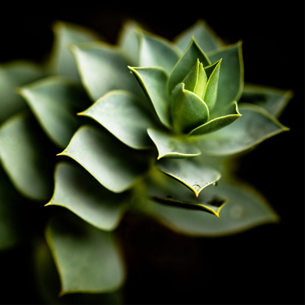 Aloe African Bitter | African Bitter - LifeToniq