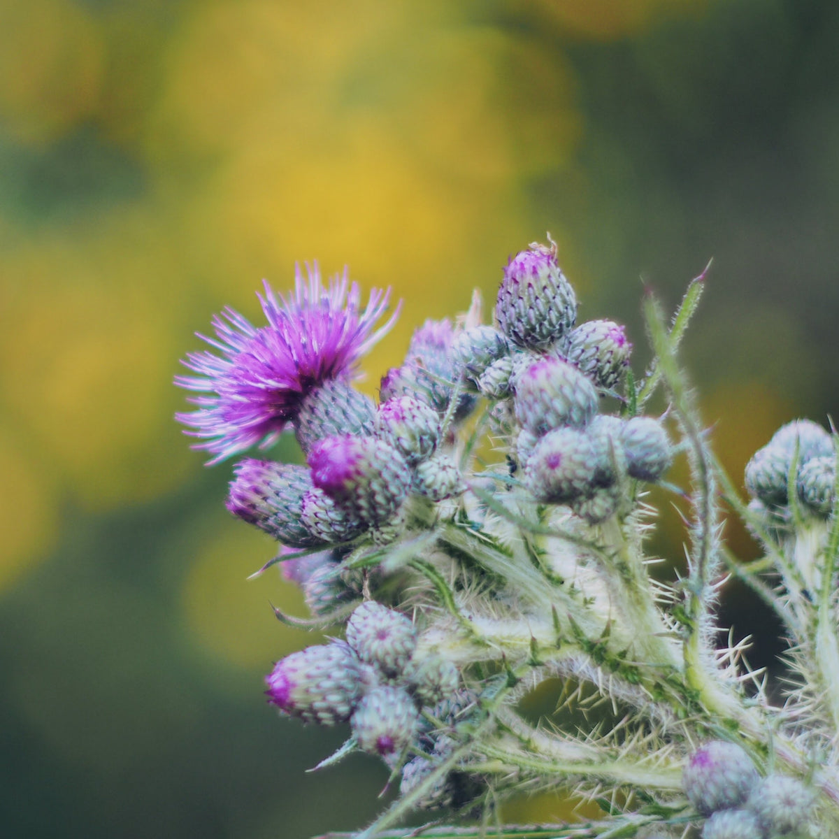 Blessed Thistle Herb | Medicinal Benefits of Blessed Thistle