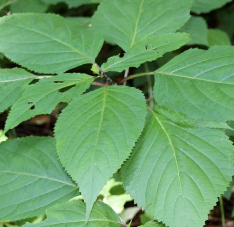 Stone Root Herb Uses | Stone Root Herb - LifeToniq